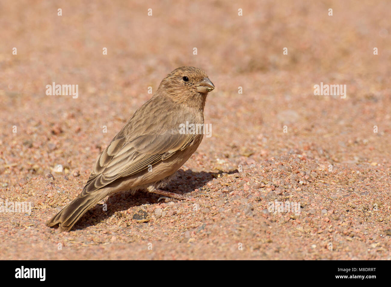 Vrouwtje Sinairoodmus; Female Sinai Rosefinch Stock Photo - Alamy