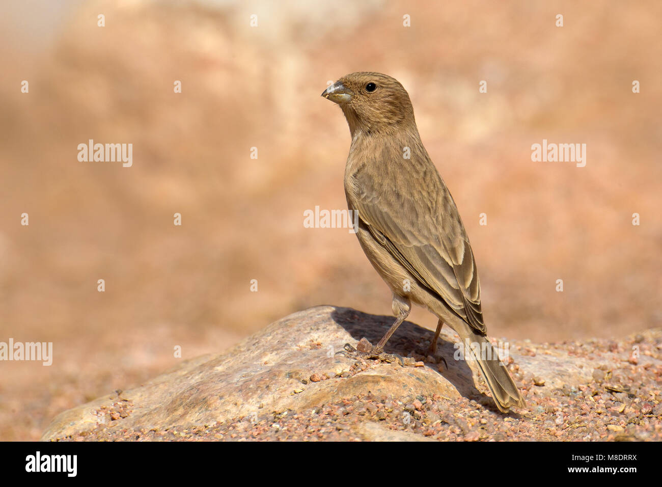 Vrouwtje Sinairoodmus; Female Sinai Rosefinch Stock Photo - Alamy