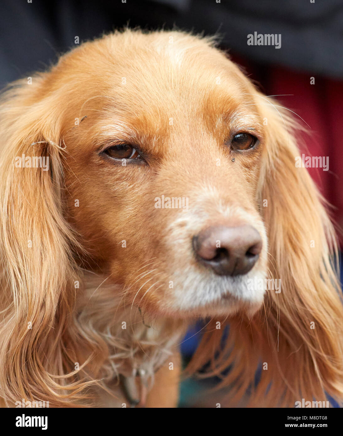 Working Cocker Spaniel resting and thinking about work. Nidderdale ...