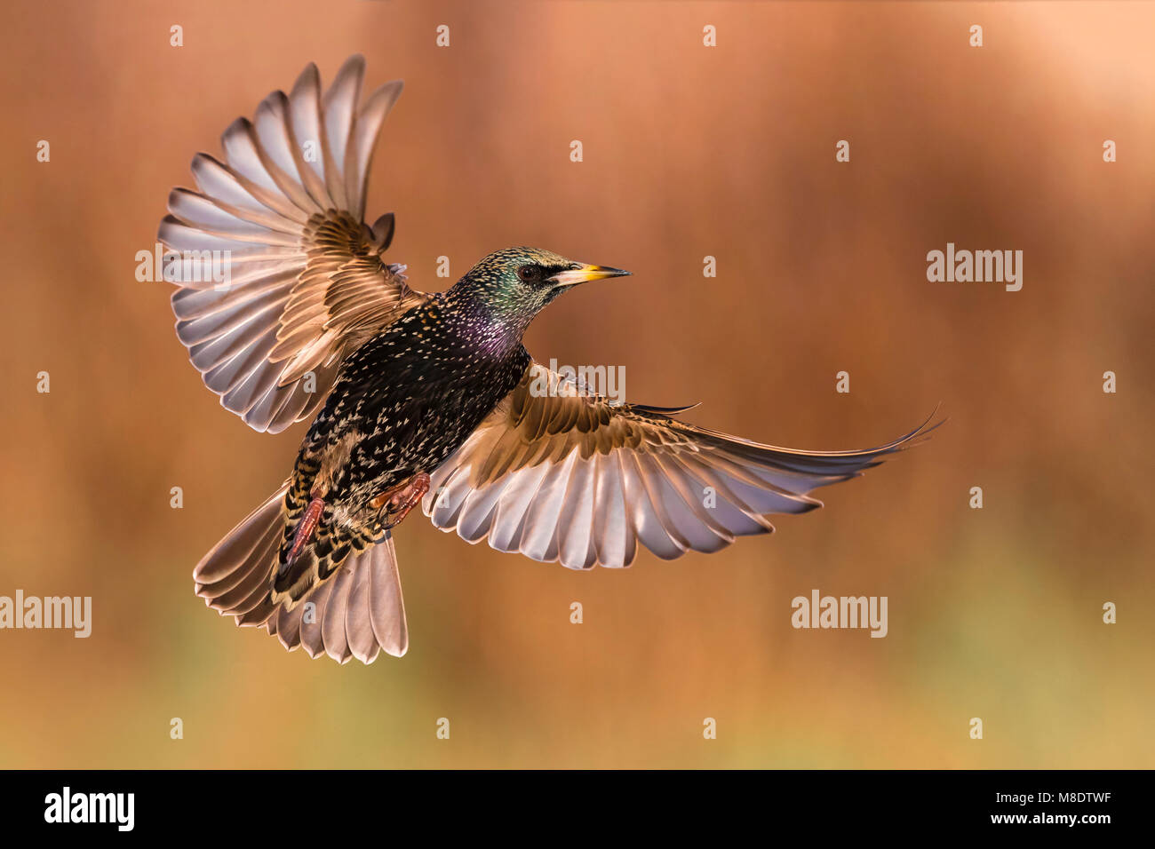 Starling in flight hi-res stock photography and images - Alamy