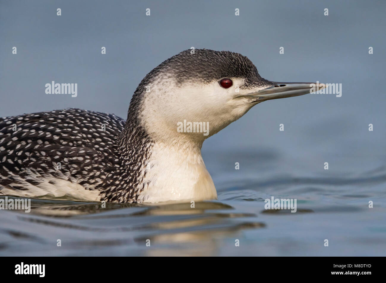 Volwassen Roodkeelduiker in winterkleed; Adult winter Red-throated ...