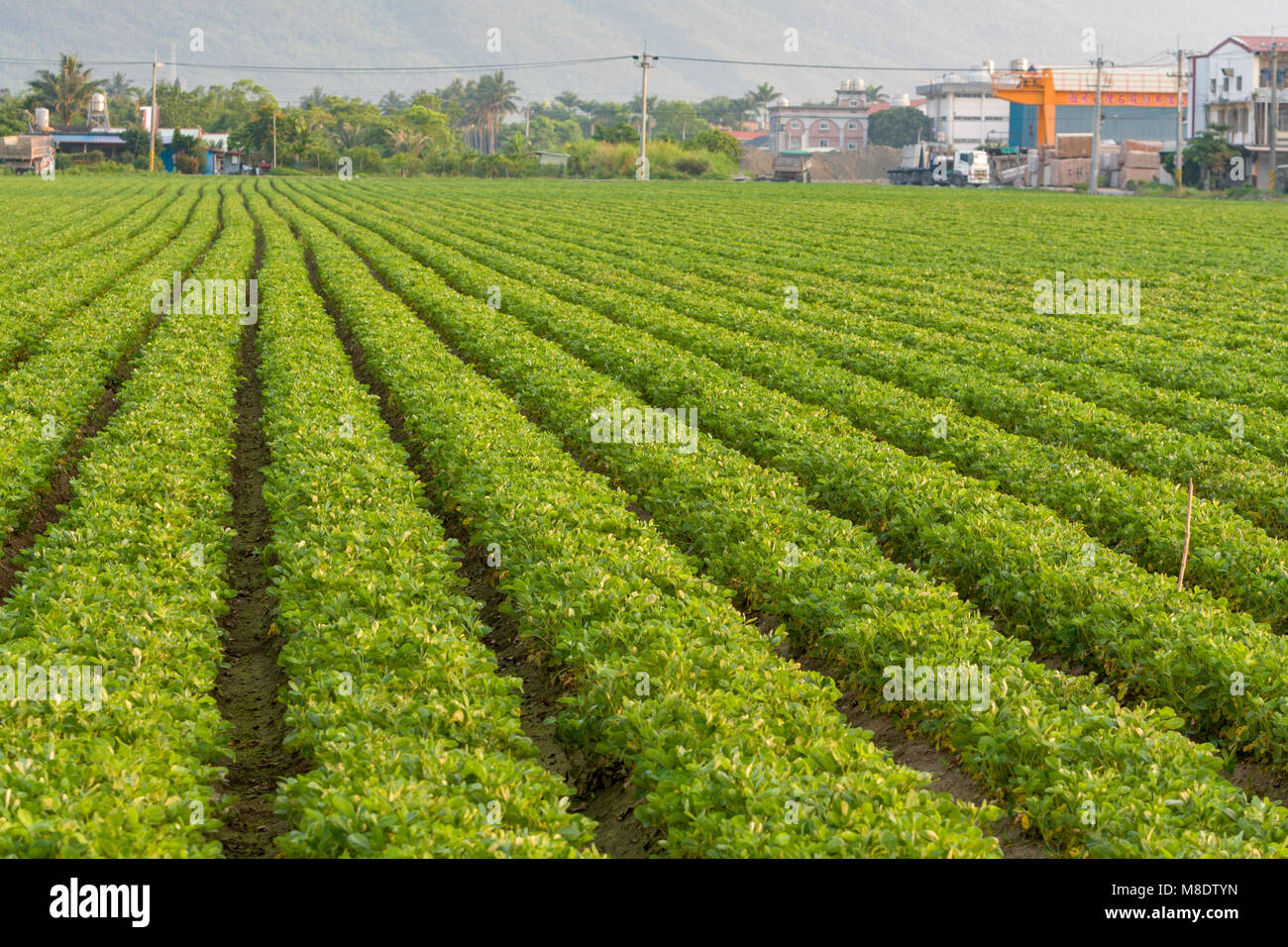Peanut plantation, rows of peanut plants, Xincheng Township, Hualien ...