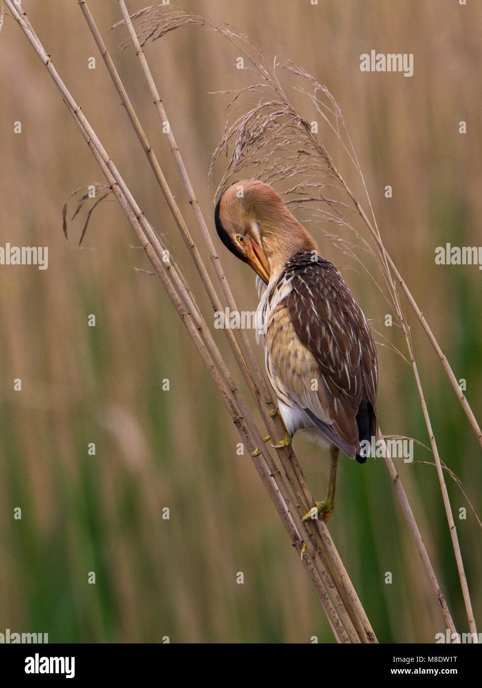 Woudaap veren poetsend in het riet; Little Bittern preening in reed ...