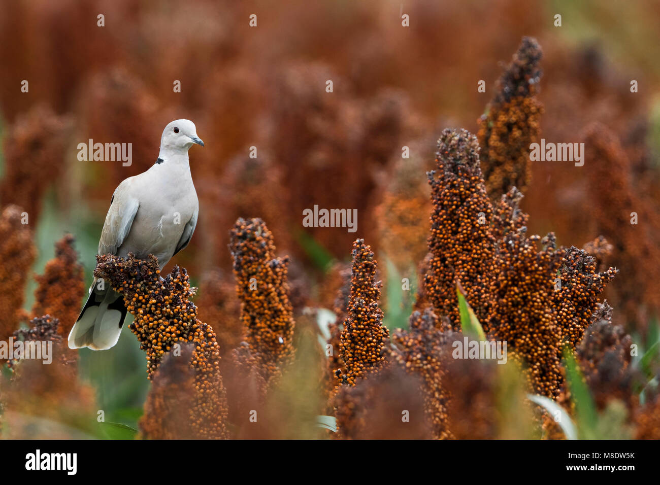 Turkse Tortel High Resolution Stock Photography and Images - Alamy