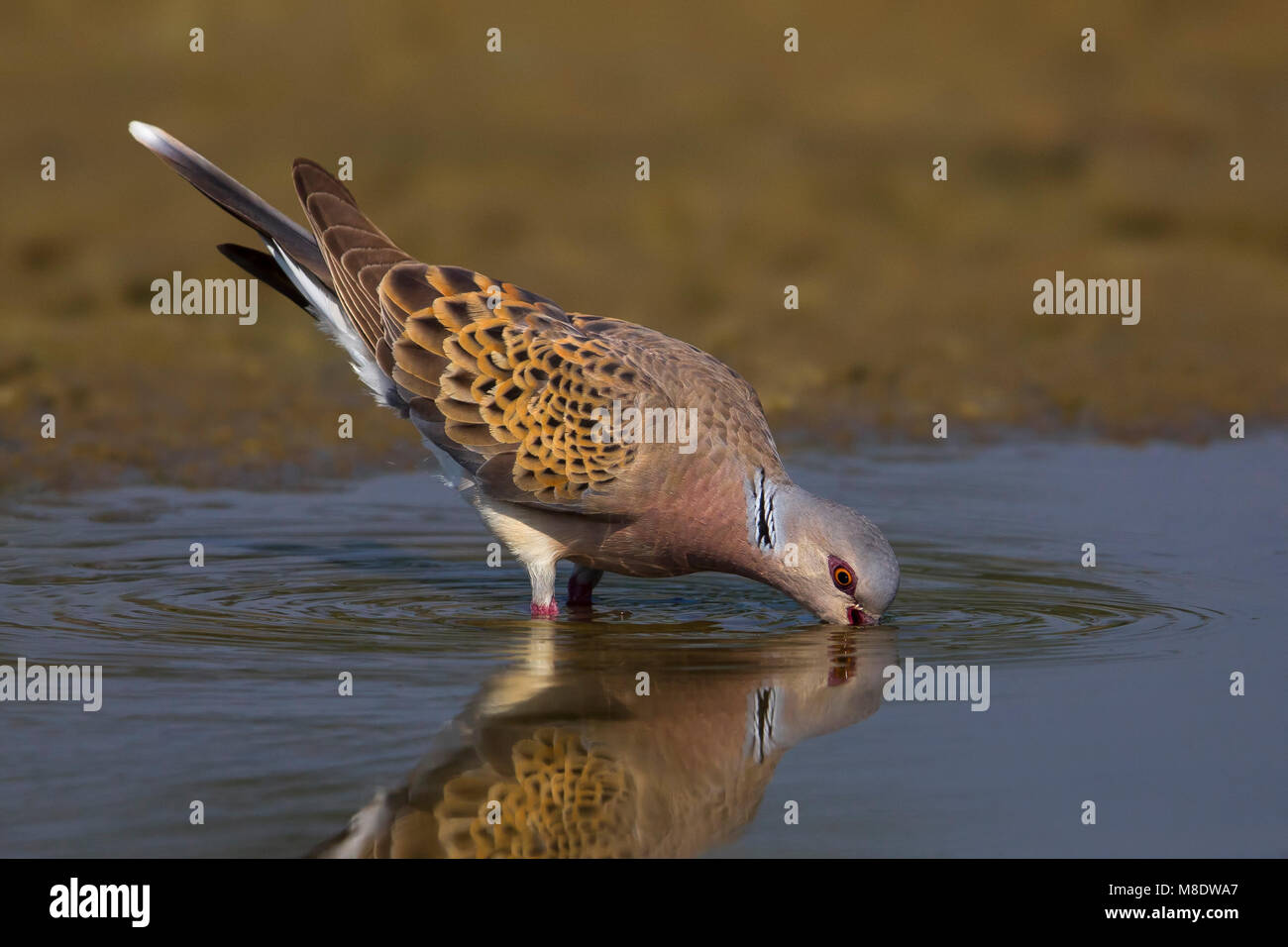 Zomertortel; Turtle Dove; Streptopelia turtur Stock Photo - Alamy