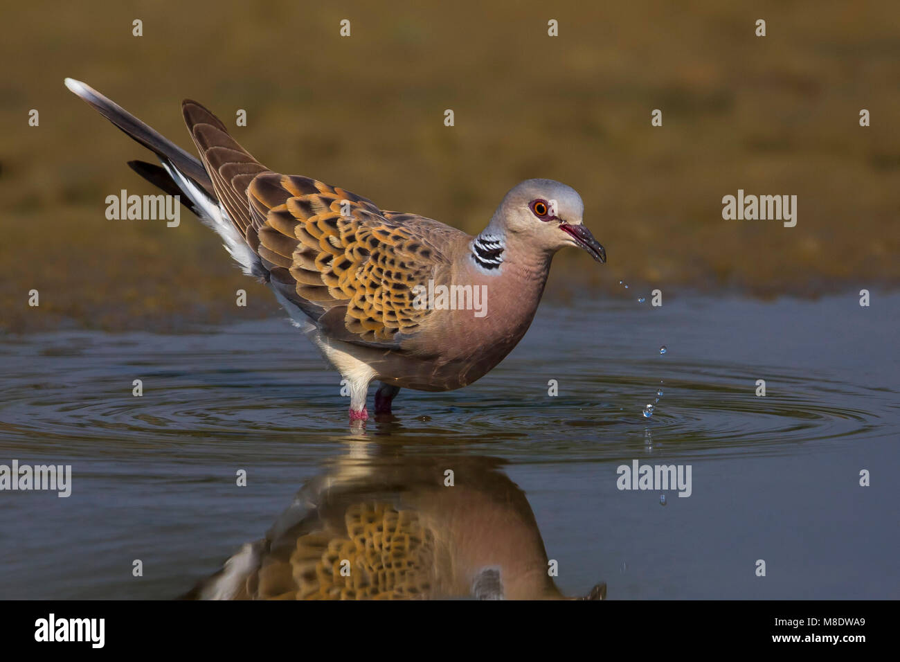 Zomertortel; Turtle Dove; Streptopelia turtur Stock Photo - Alamy