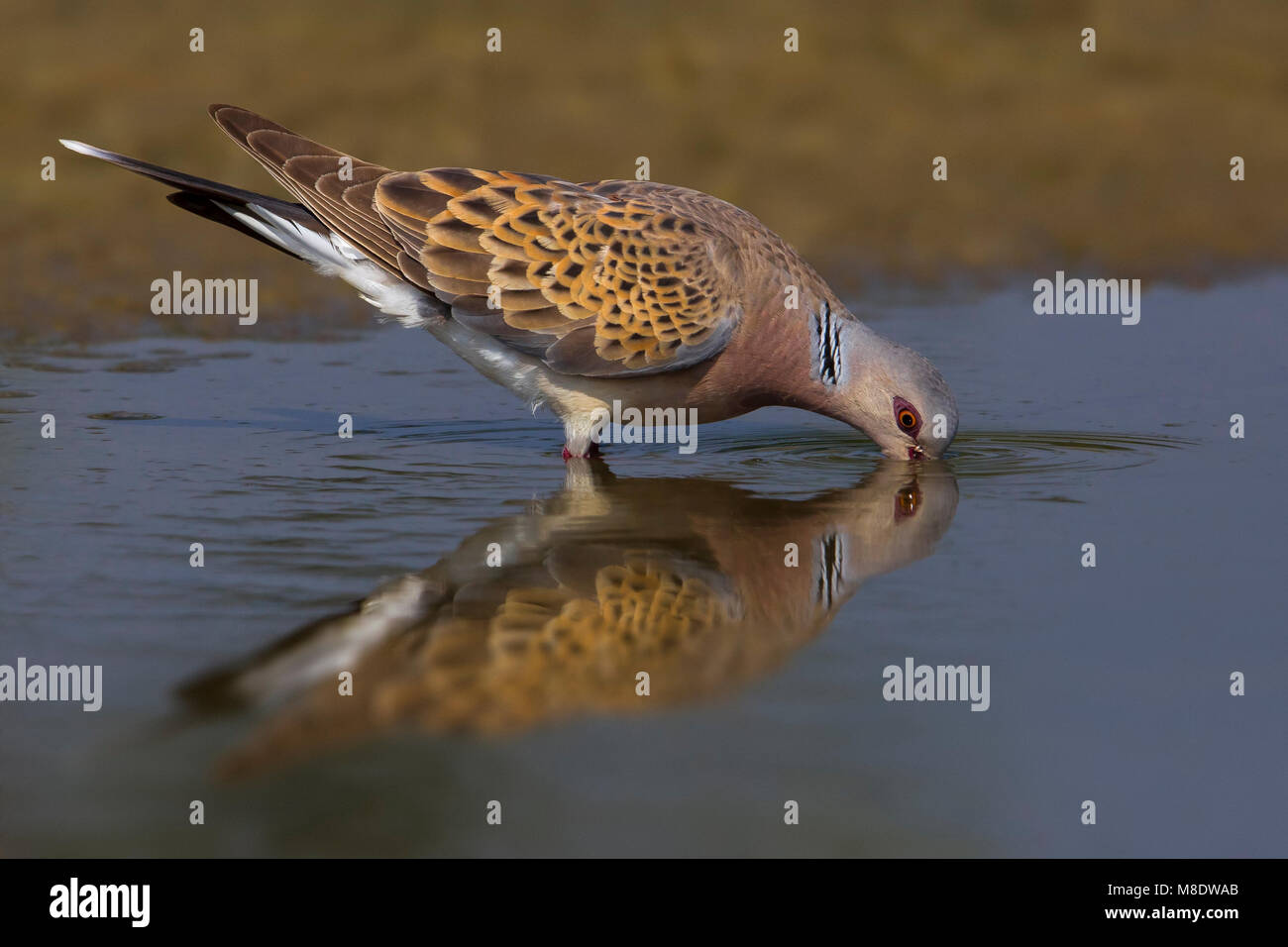 Zomertortel; Turtle Dove; Streptopelia turtur Stock Photo - Alamy