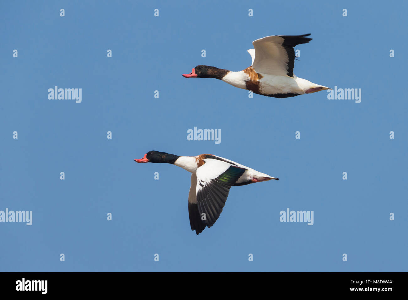 Ruddy shelducks hi-res stock photography and images - Alamy