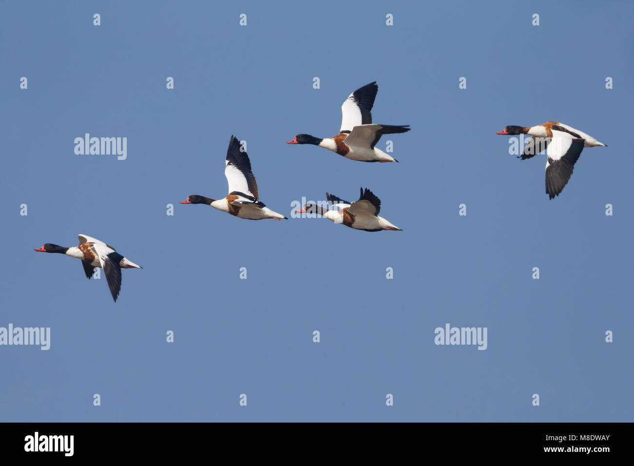 Ruddy shelducks hi-res stock photography and images - Alamy