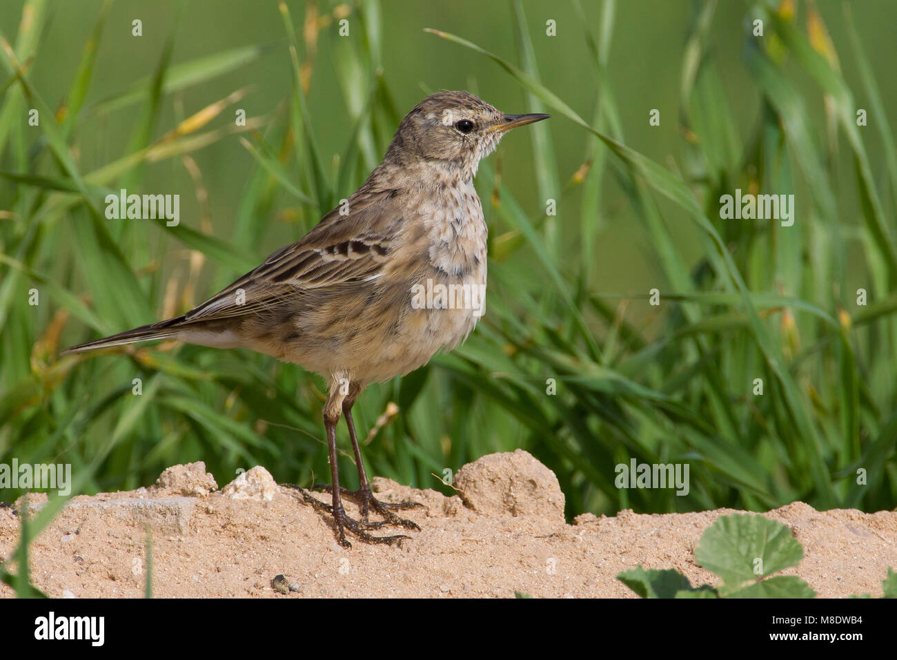 Water pipit hi-res stock photography and images - Alamy