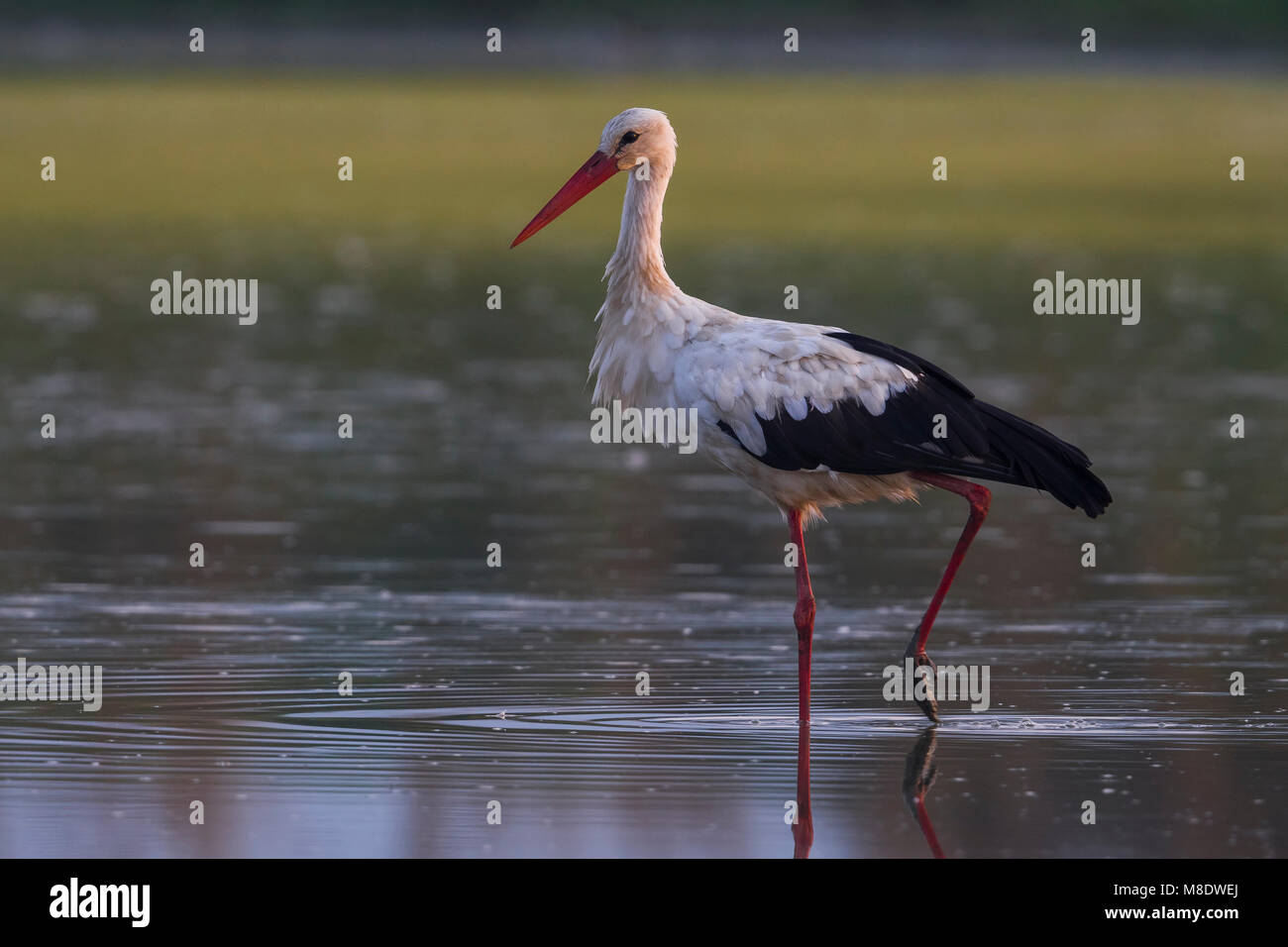 Ooievaar; White Stork Stock Photo - Alamy
