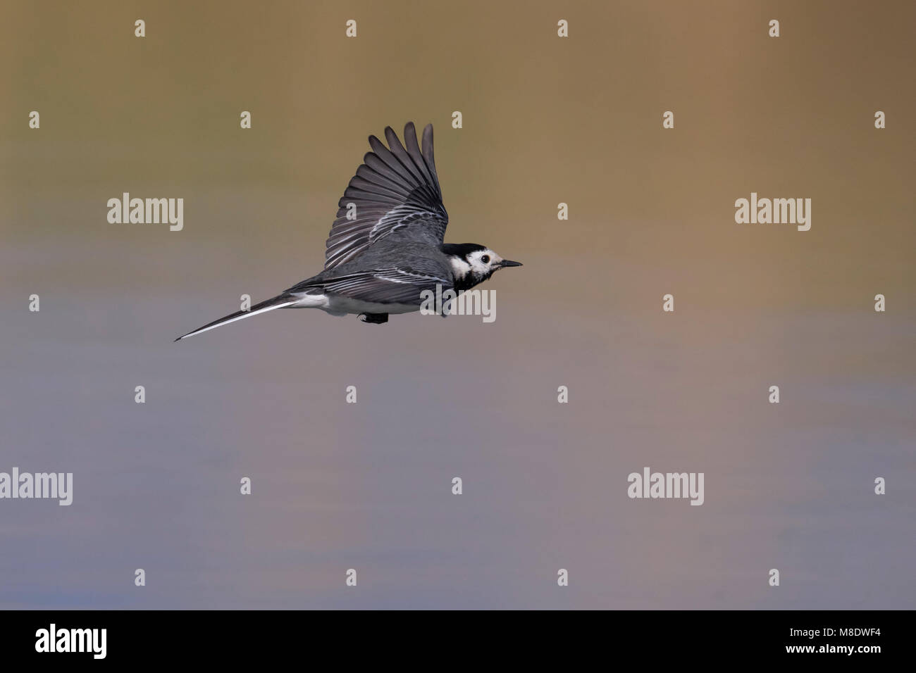Witte Kwikstaart in vlucht, White Wagtail in flight Stock Photo - Alamy