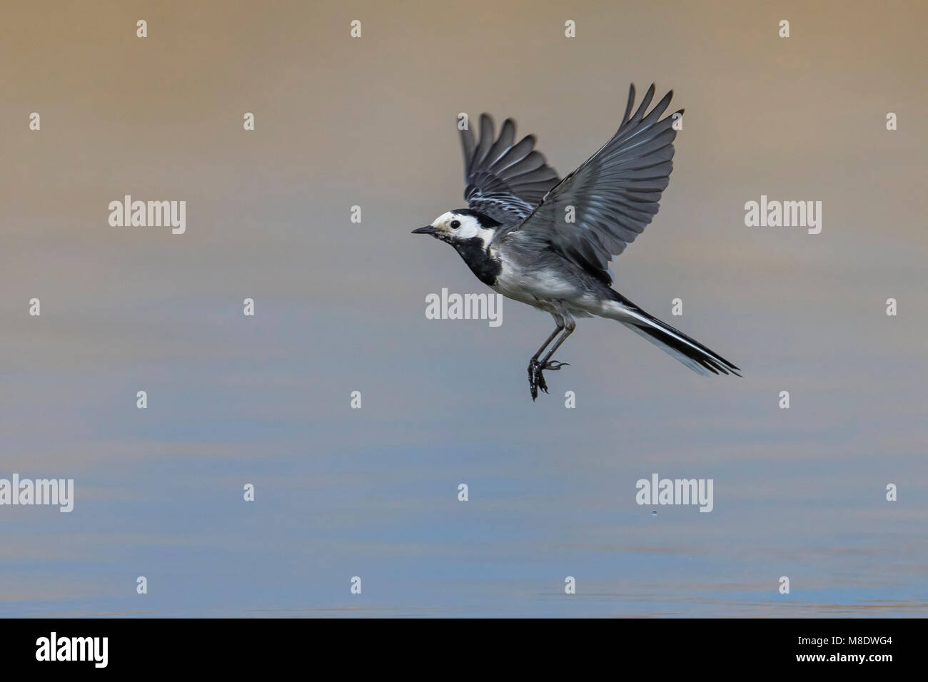 Witte Kwikstaart in vlucht, White Wagtail in flight Stock Photo - Alamy