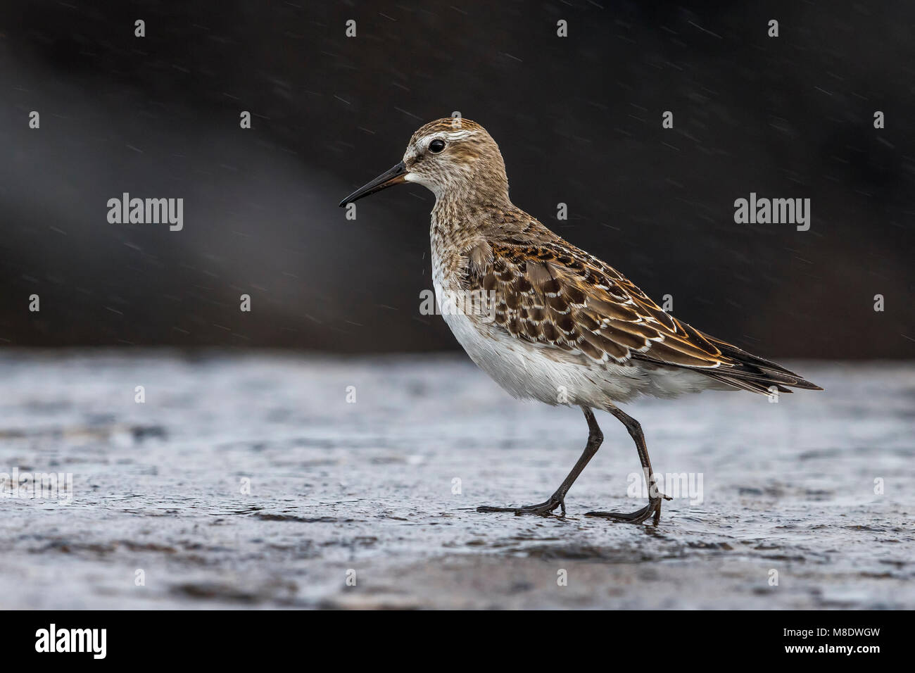 Bonapartes Strandloper; White-rumped Sandpiper Stock Photo - Alamy