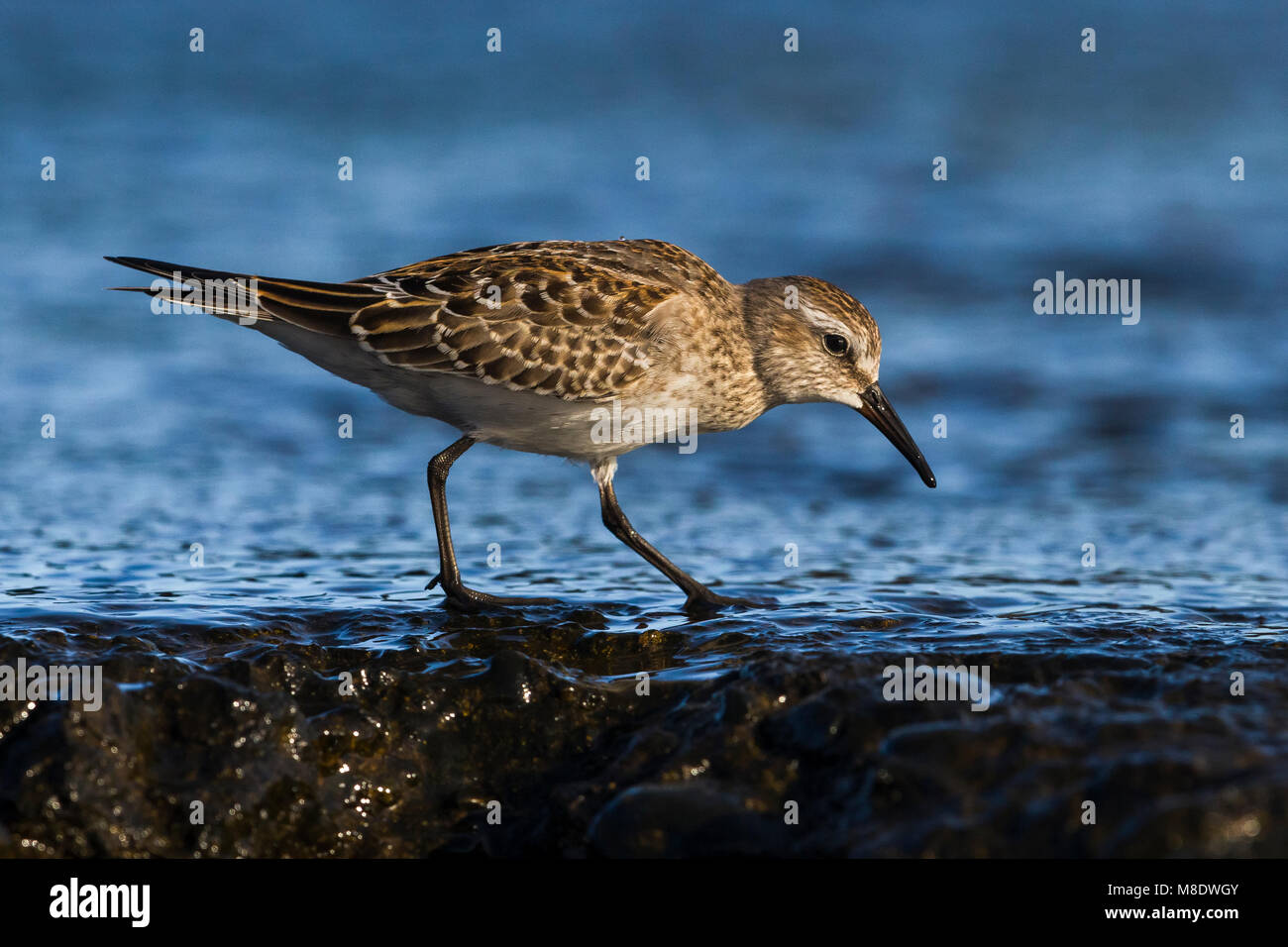 Bonapartes Strandloper; White-rumped Sandpiper Stock Photo - Alamy