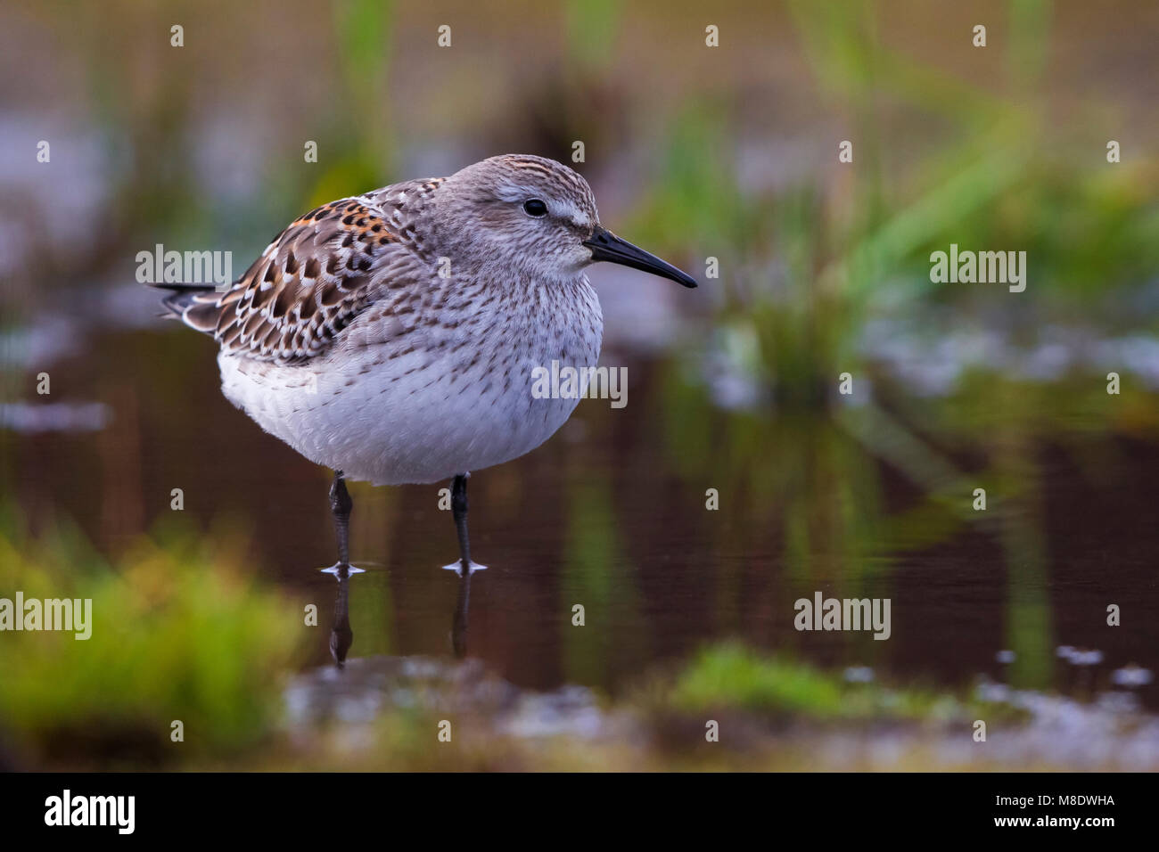 Bonapartes Strandloper; White-rumped Sandpiper Stock Photo - Alamy