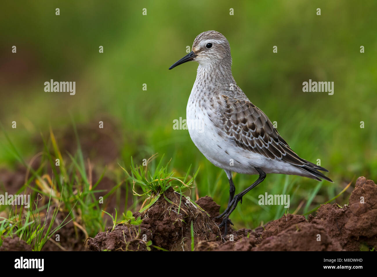 Bonapartes Strandloper, White-rumped Sandpiper Stock Photo - Alamy