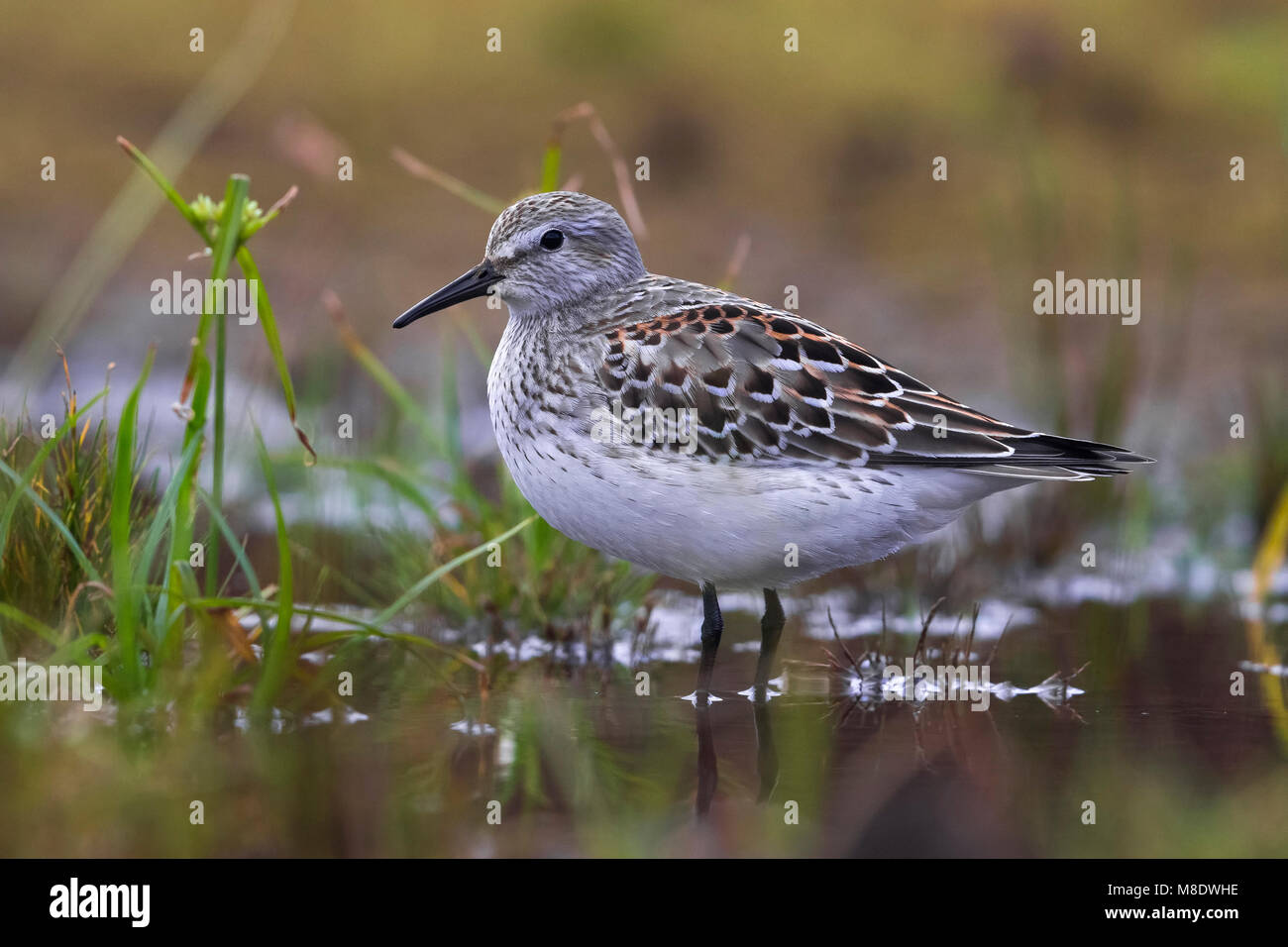 Bonapartes Strandloper; White-rumped Sandpiper Stock Photo - Alamy