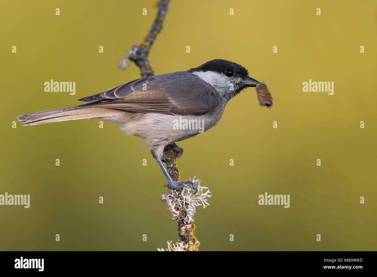 Matkop, Willow Titus Stock Photo - Alamy