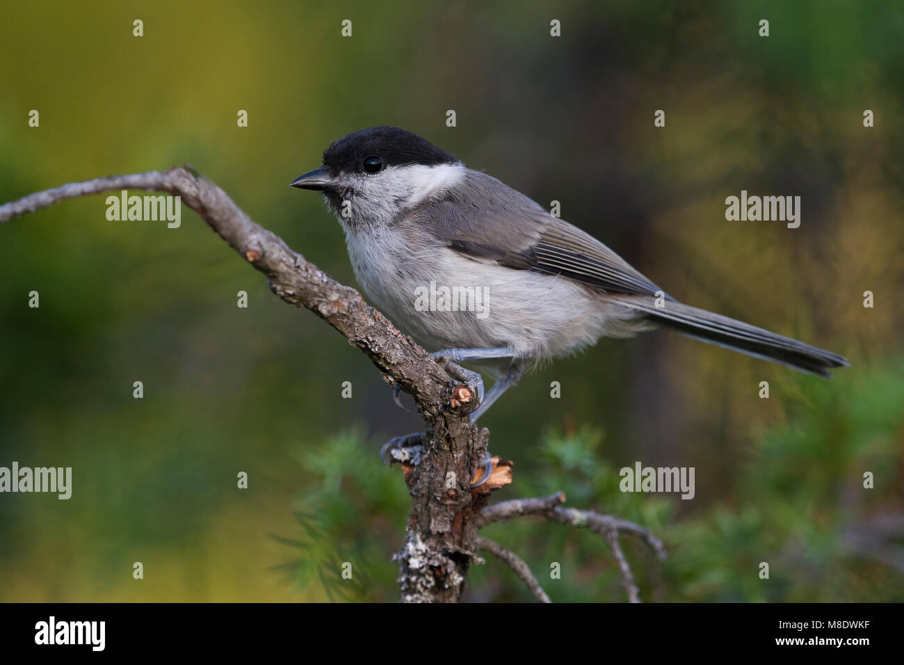 Matkop, Willow Titus Stock Photo - Alamy
