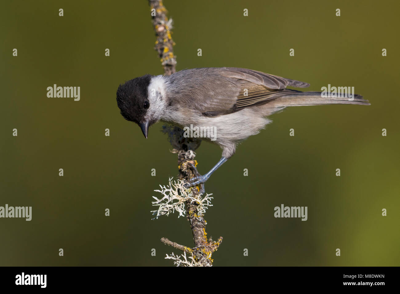 Matkop, Willow Titus Stock Photo - Alamy