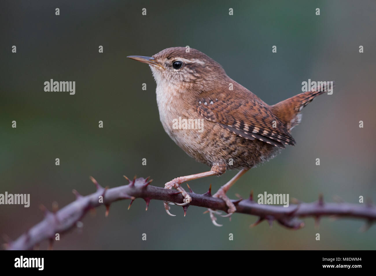 Winterkoning; Winter Wren Stock Photo - Alamy