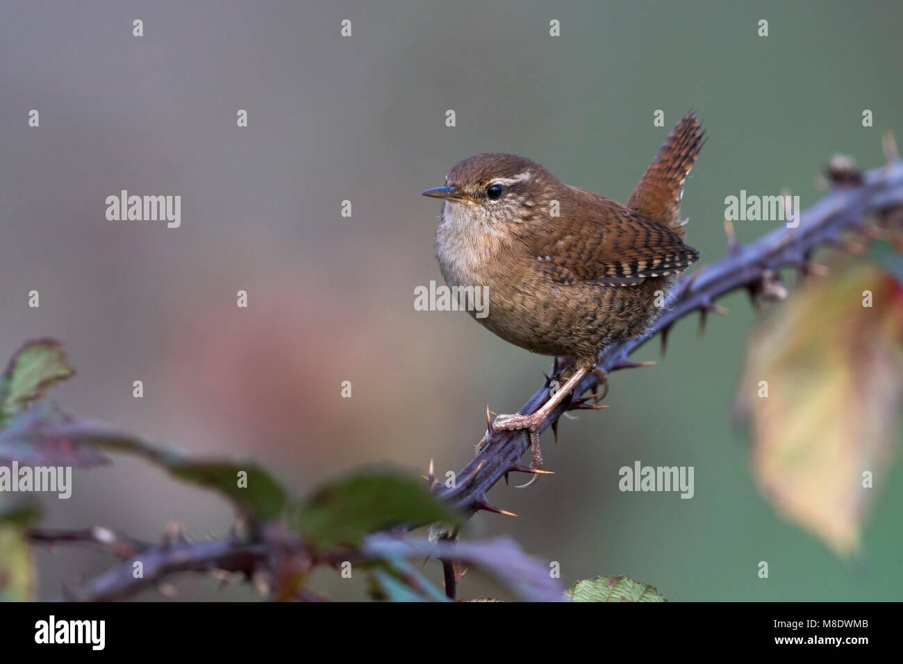 Winterkoning; Winter Wren Stock Photo - Alamy