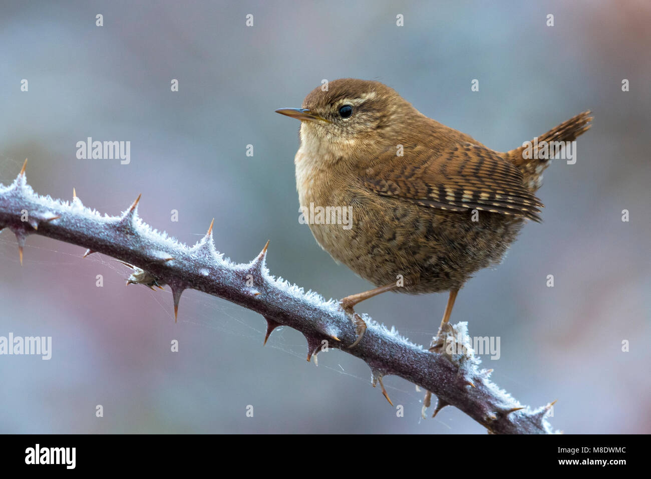 Winterkoning; Winter Wren Stock Photo - Alamy