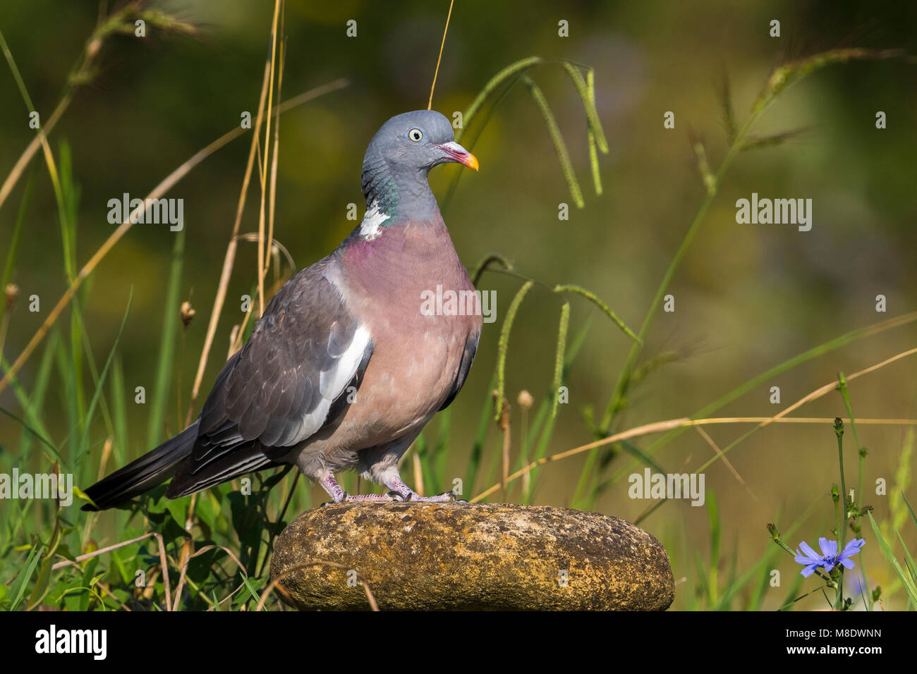 Europe pigeon hi-res stock photography and images - Alamy
