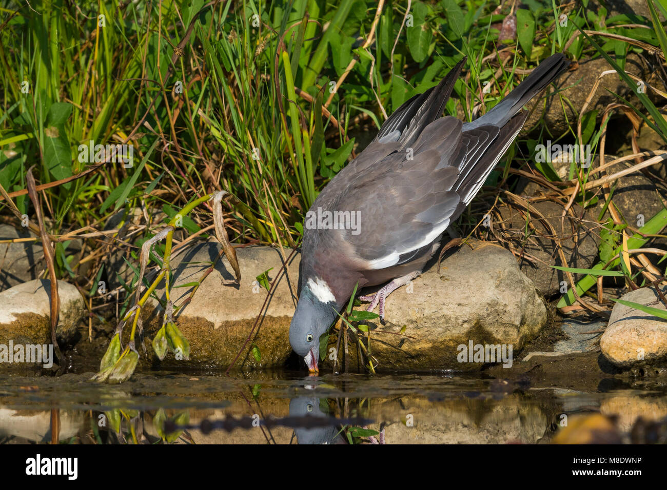 Pigeon while drinking hi-res stock photography and images - Alamy