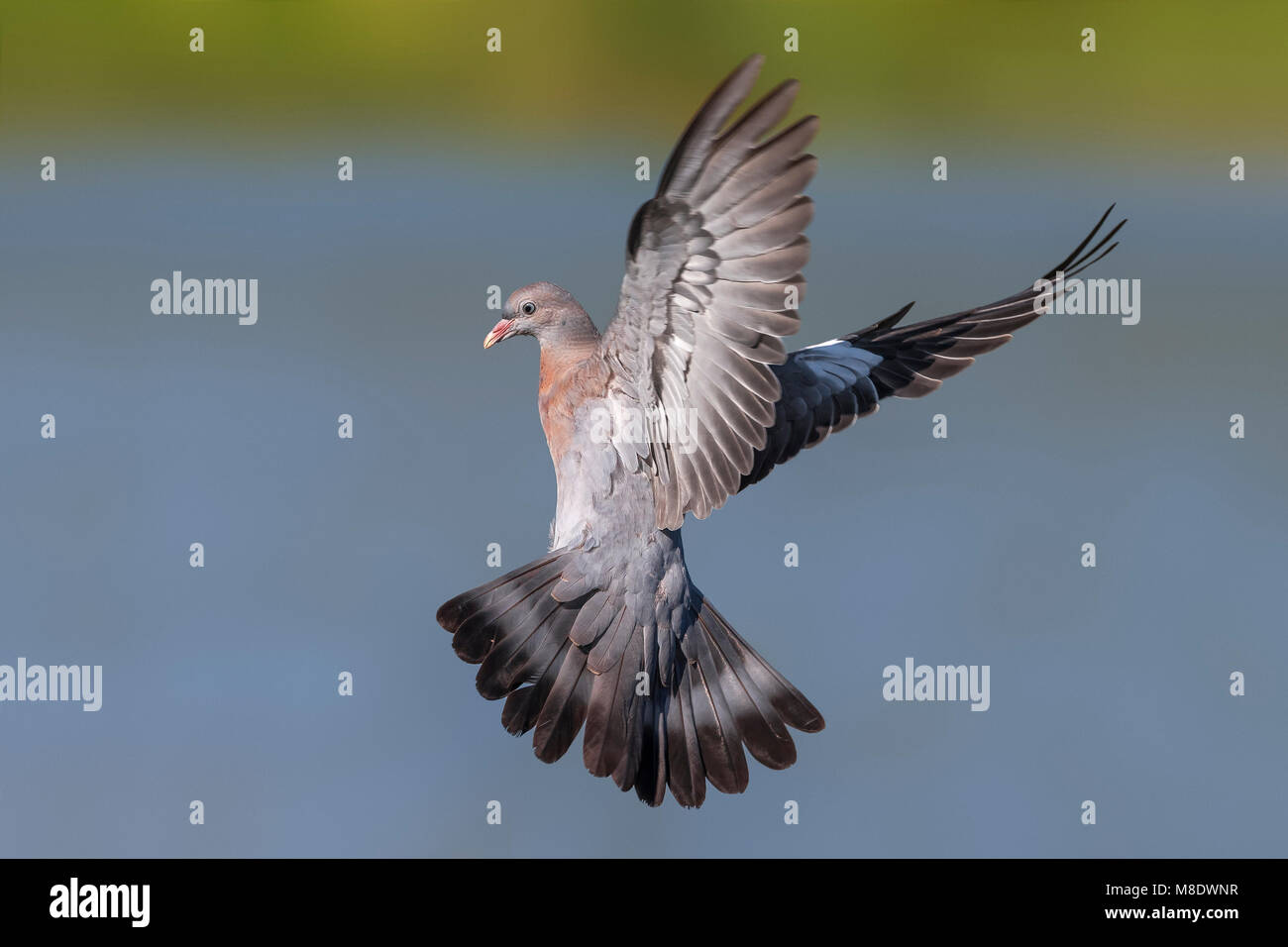Wood Pigeon In Flight High Resolution Stock Photography and Images - Alamy