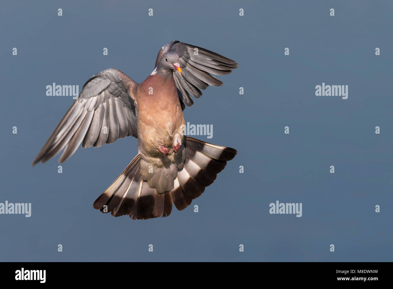 Wood Pigeon In Flight High Resolution Stock Photography and Images - Alamy