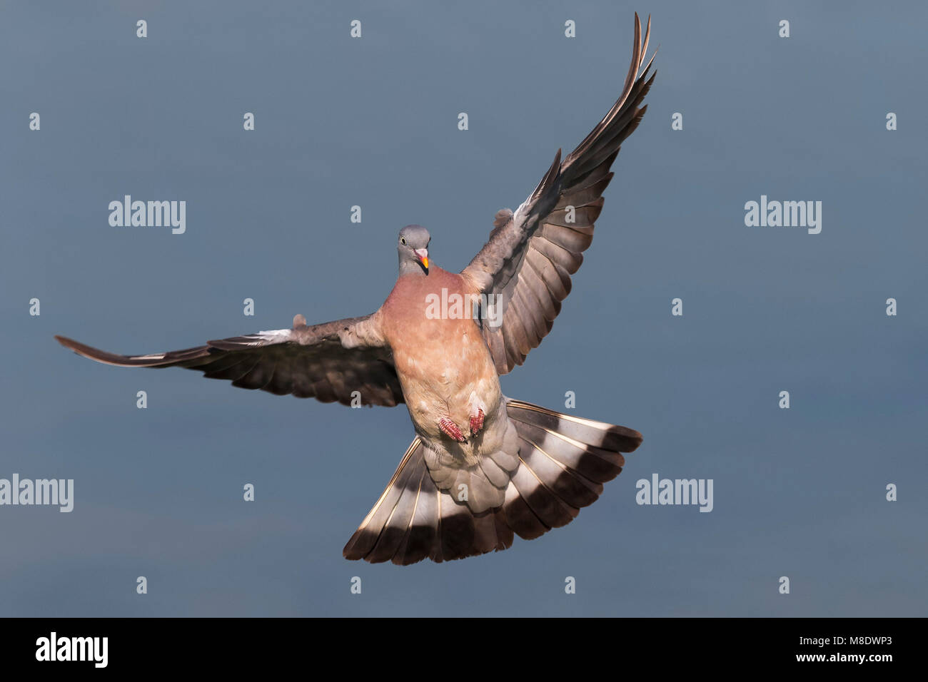 Wood pigeon in flight hi-res stock photography and images - Alamy