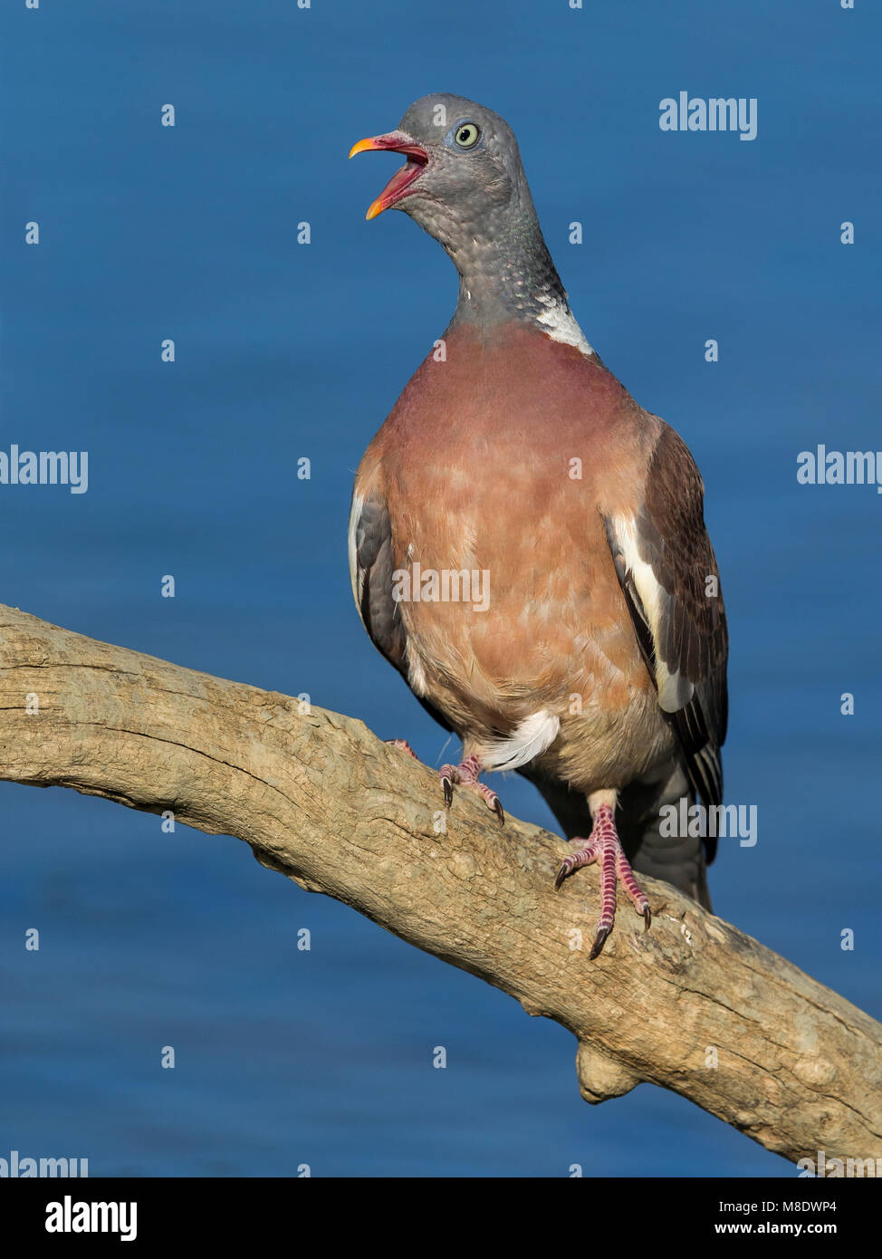 Common wood pigeon hi-res stock photography and images - Alamy