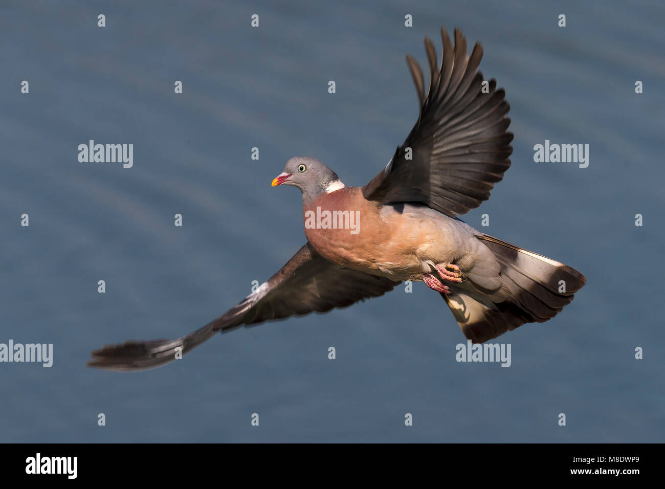 Wood Pigeon In Flight High Resolution Stock Photography and Images - Alamy