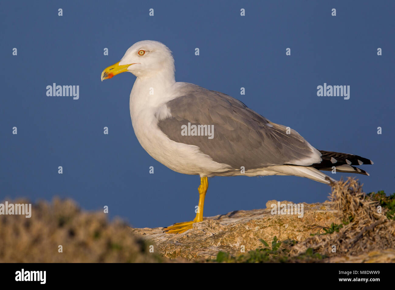 Geelpootmeeuw; Yellow-legged Gull; Larus michahellis Stock Photo - Alamy