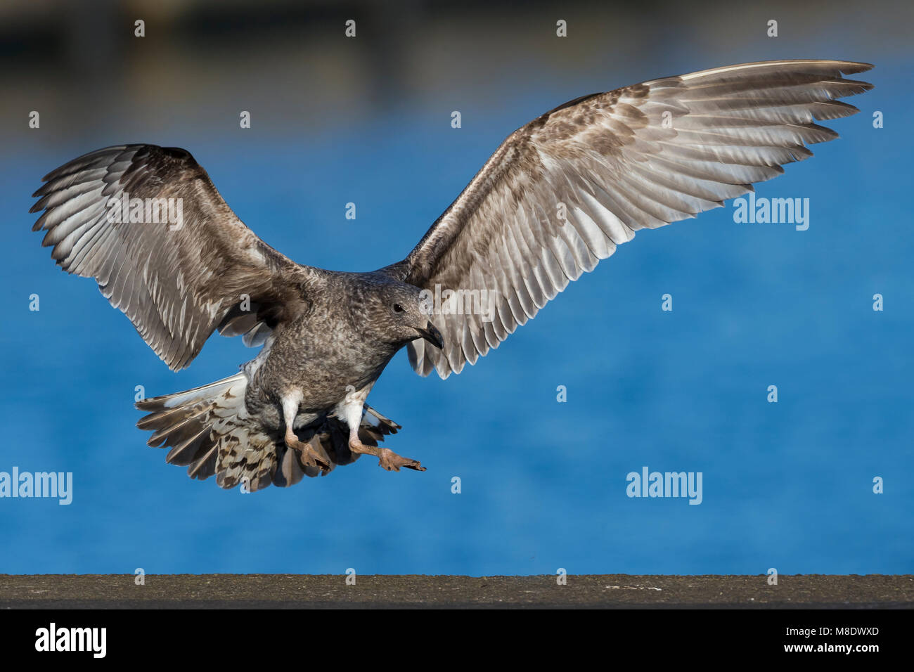 Azoren Geelpootmeeuw; Azores Yellow-legged Gull; Larus michahellis ssp ...