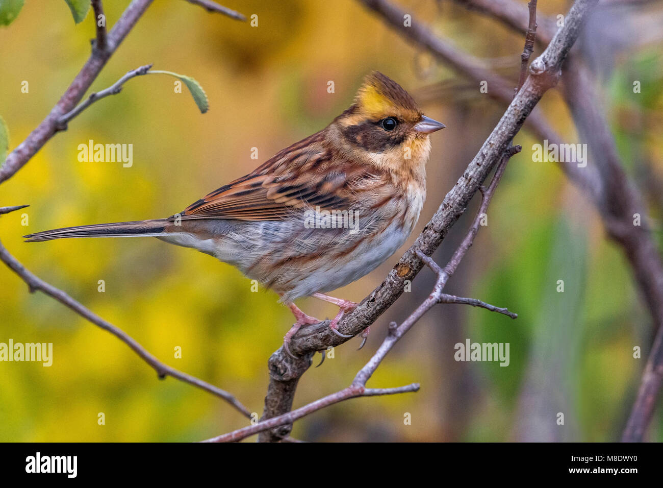 Yellow bunting hi-res stock photography and images - Alamy