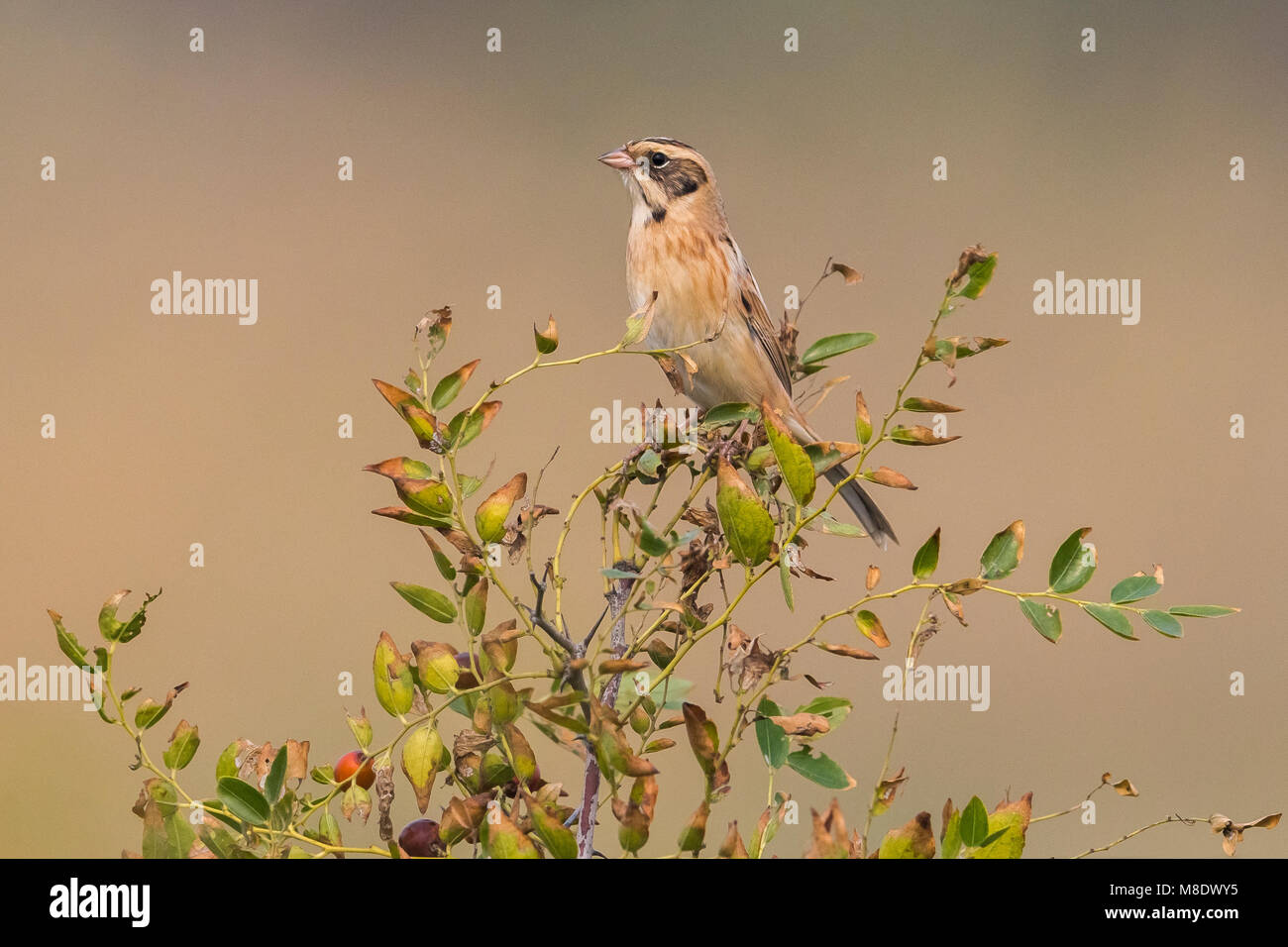 Japanse Rietgors; Ochre-rumped Bunting Stock Photo - Alamy