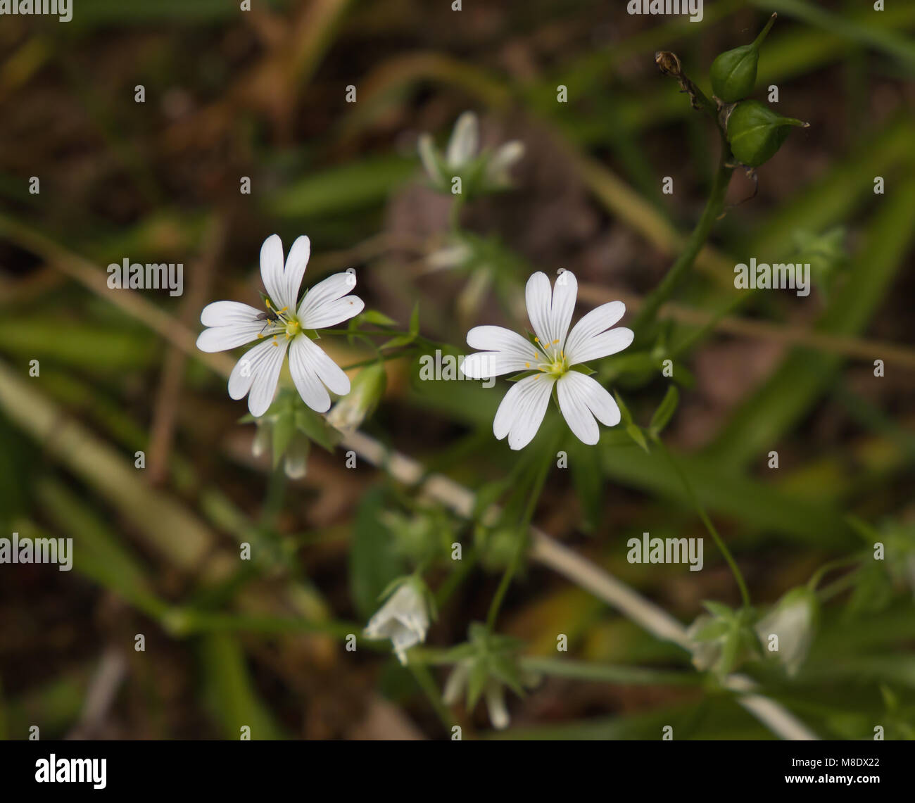 Wild flower Greater Stitchwort in woodland Stock Photo - Alamy