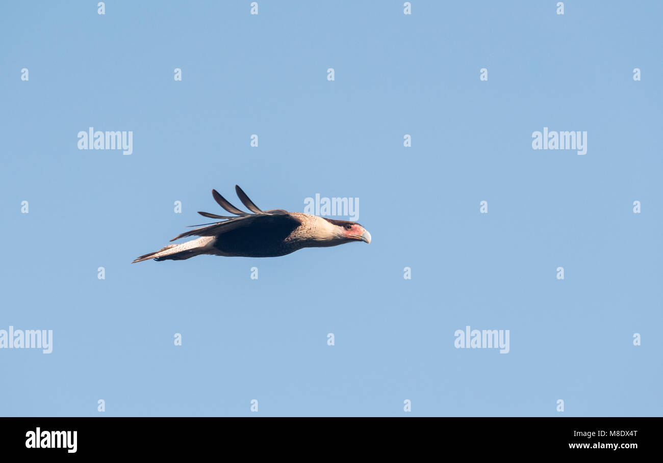 A flying Crested Caracara (Caracara plancus), the national bird of ...