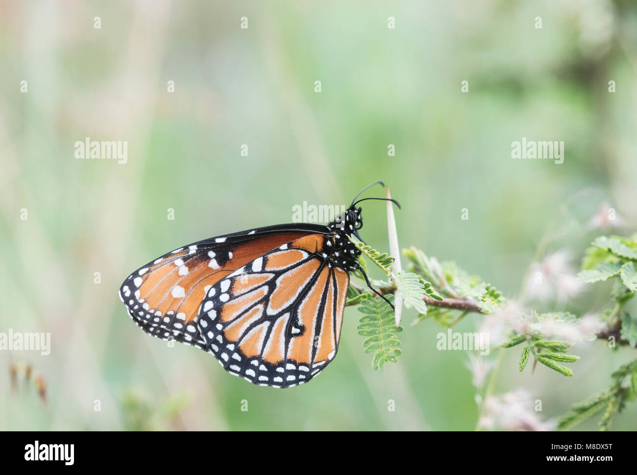 A Queen butterfly (Danaus gilippus) feeding on a flower. A mimic of the ...