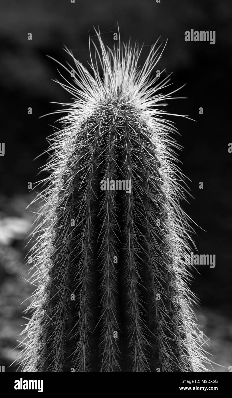 Black and white Mexican cactus Stock Photo - Alamy