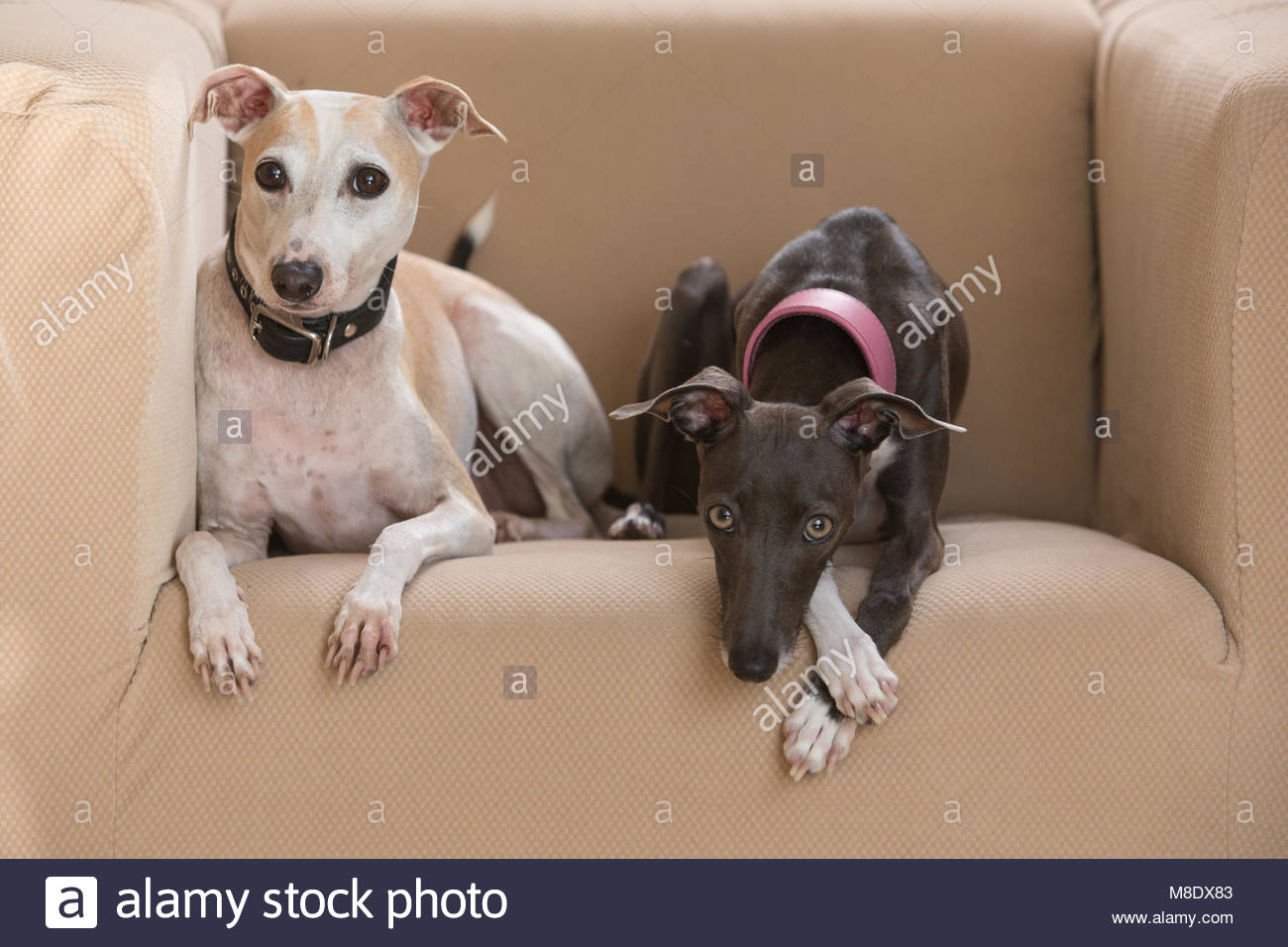 Greyhounds Pet Stock Photos & Greyhounds Pet Stock Images - Alamy