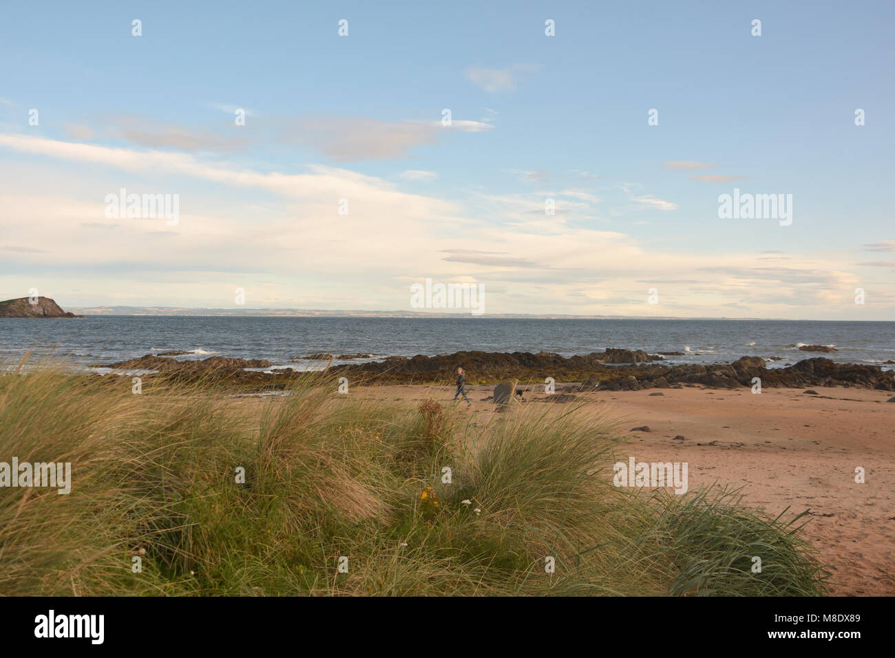 windy dog walk along coastline of north Berwick Stock Photo - Alamy