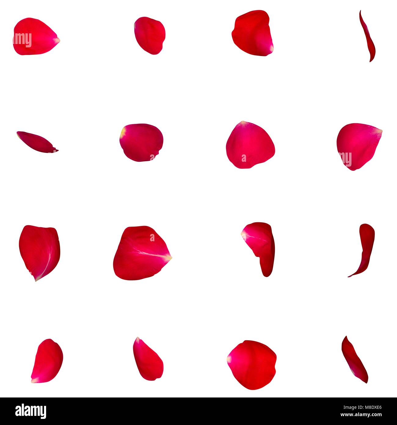 A set of red rose petals in different angles. White isolated background ...