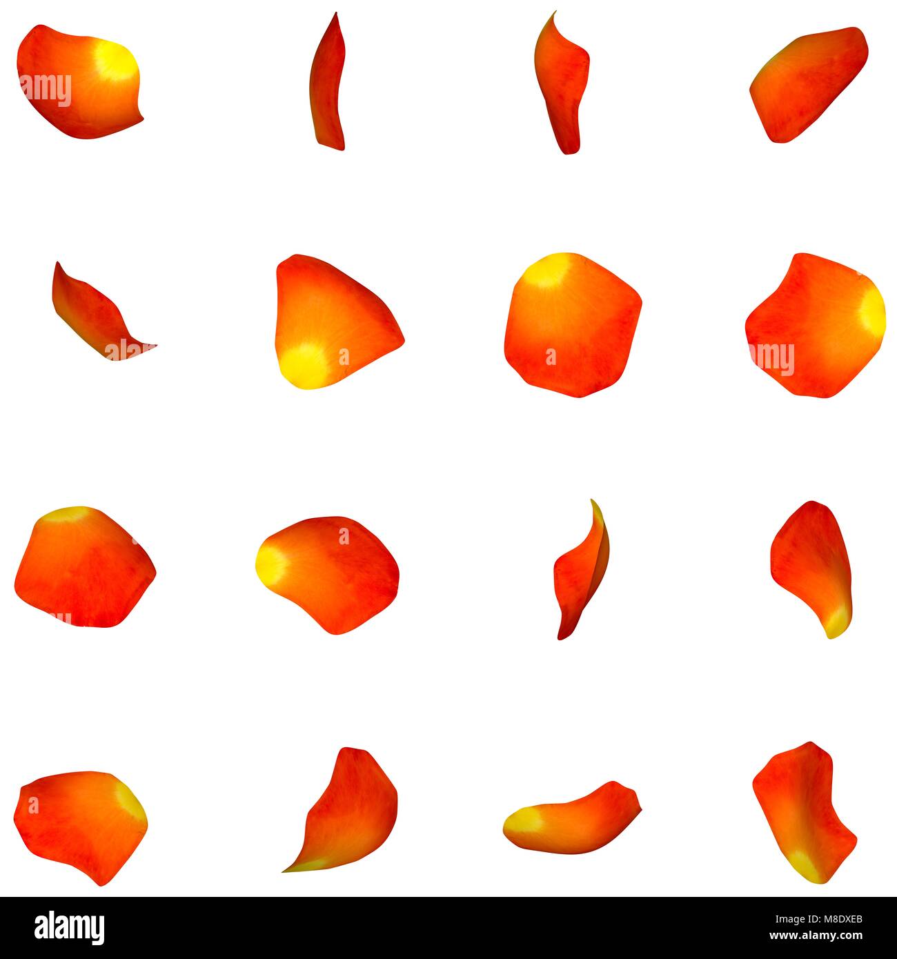 A set of orange rose petals in different angles. White isolated ...