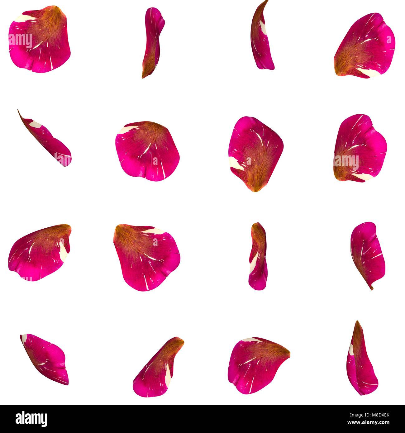 A set of red rose petals in different angles. White isolated background ...