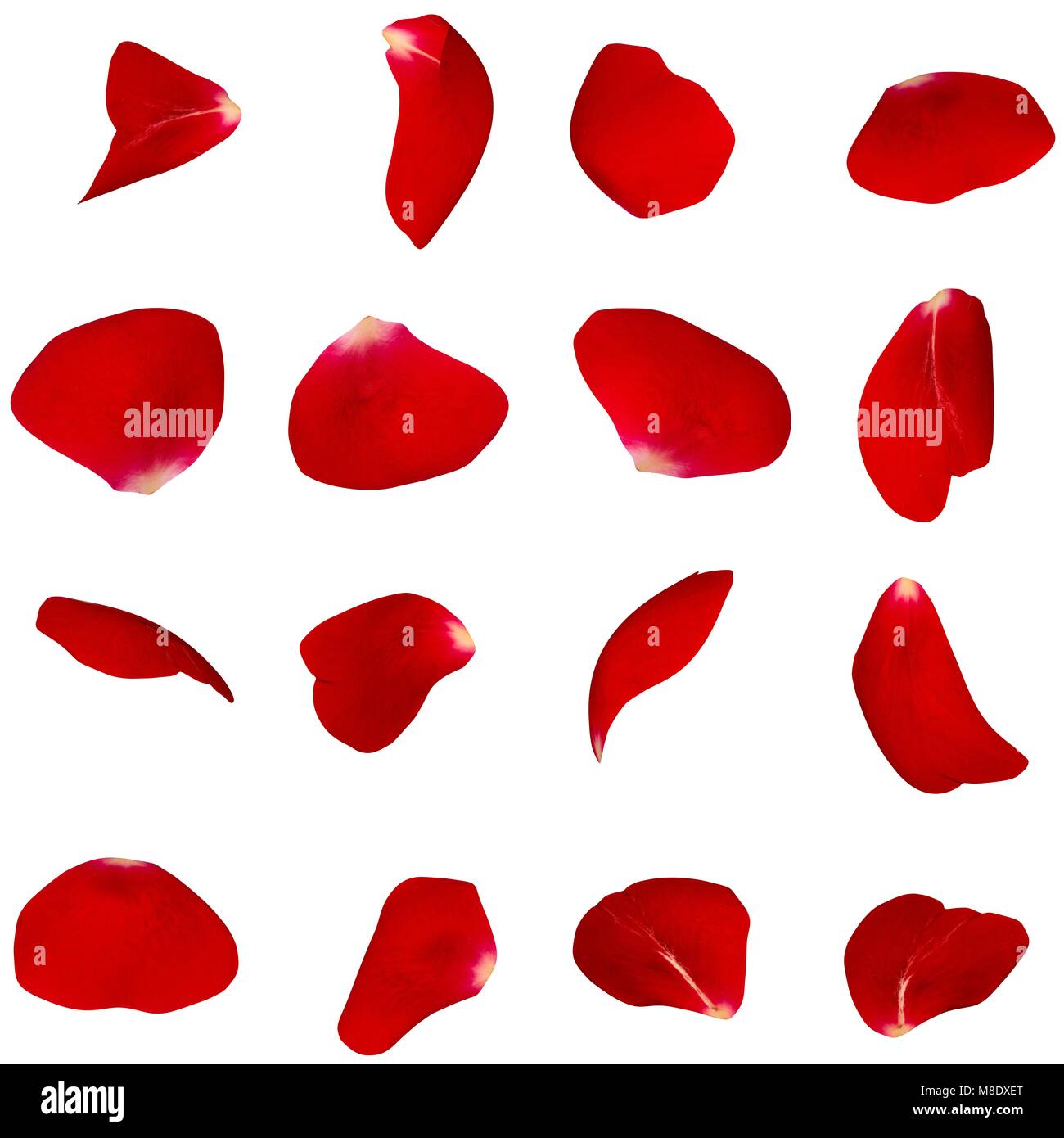 A set of red rose petals in different angles. White isolated background ...