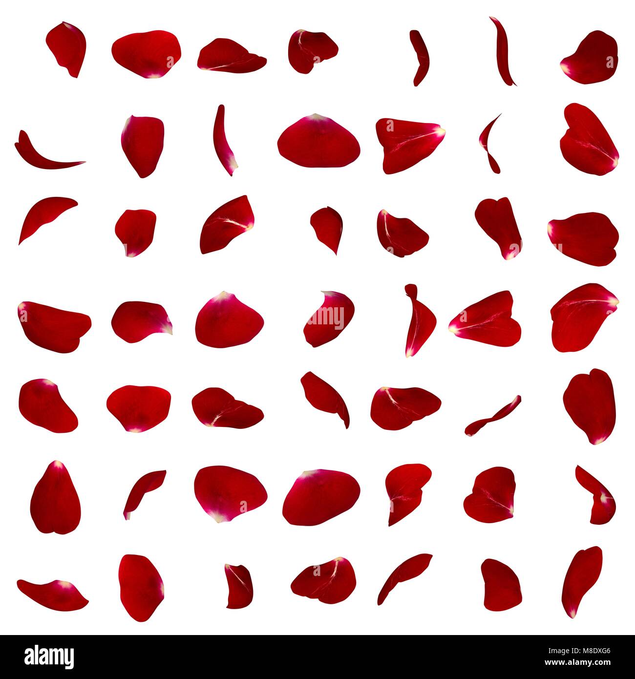 A big set of red rose petals in different angles. White isolated ...